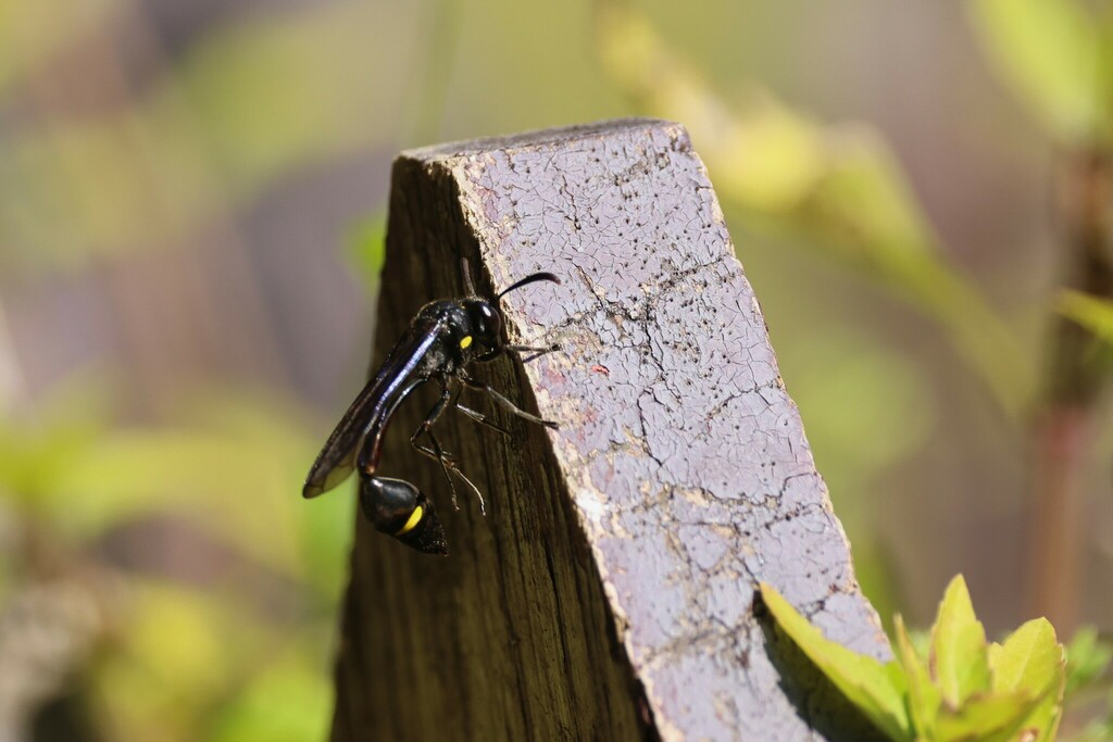 Eustenogaster nigra from Tai Po, HK on December 26, 2024 by gary_siu ...