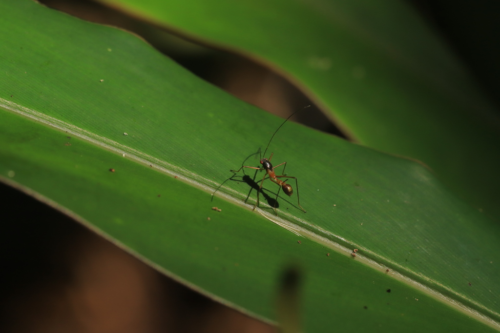 Colobathristidae from Long Lellang, Sarawak, 馬來西亞 on September 27, 2018 ...