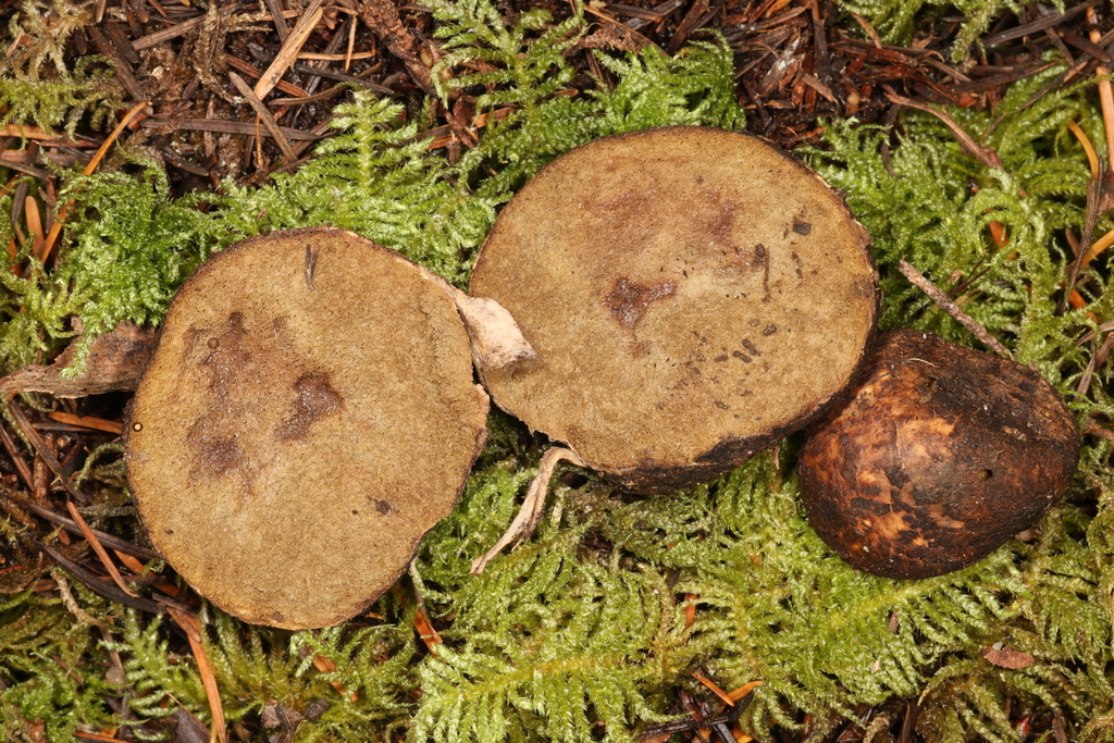 Bearded Truffle from Randle, WA 98377, USA on November 01, 2024 at 05: ...