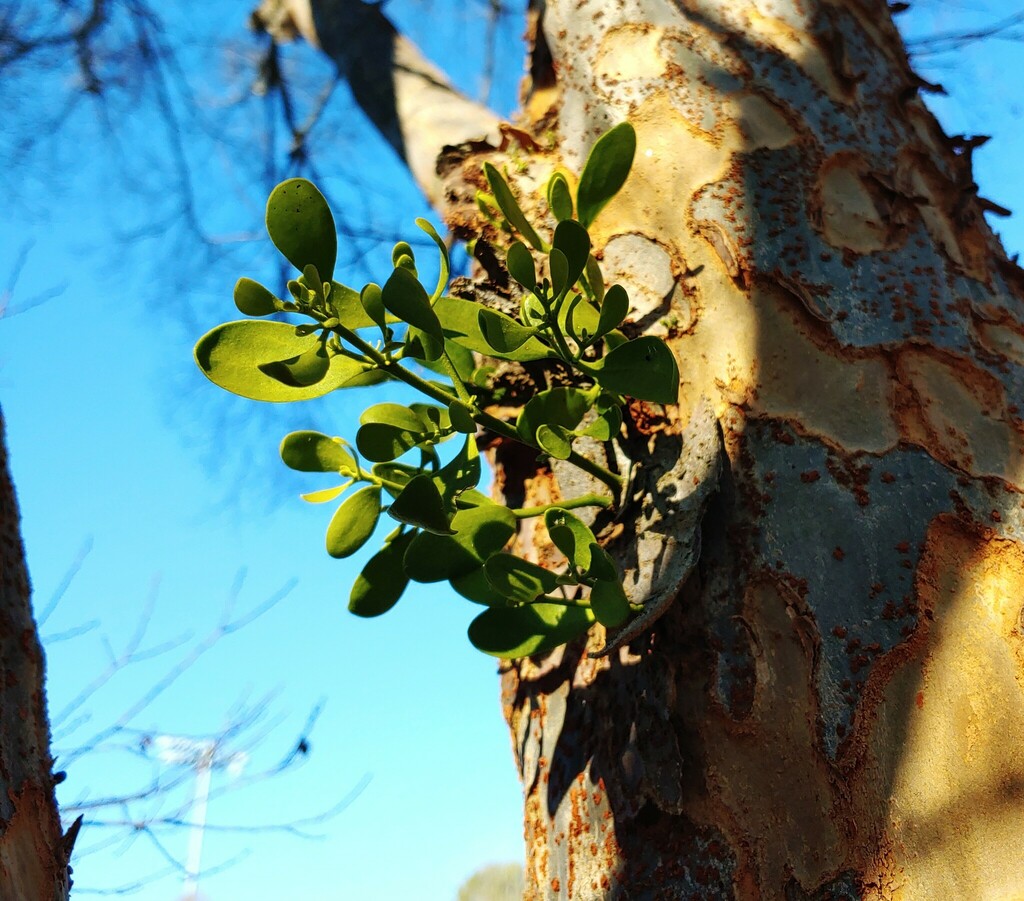 American Mistletoe from Snellville, GA, USA on December 24, 2024 at 02: ...