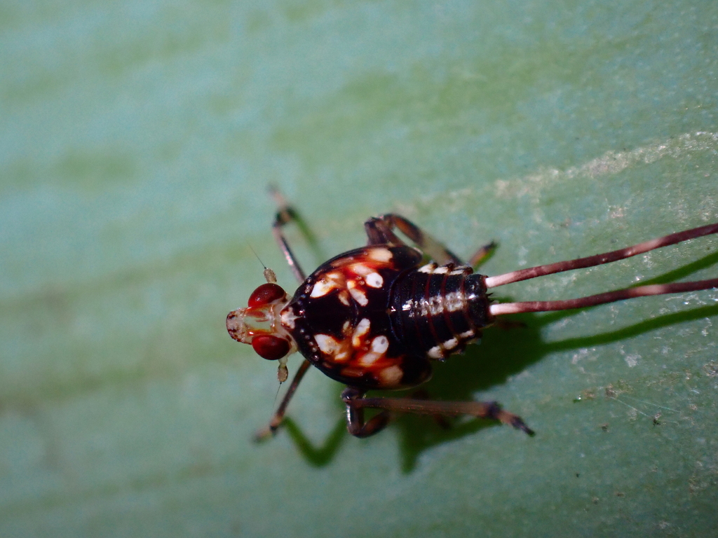 palm planthopper from Sydney NSW, Australia on December 19, 2024 at 01: ...