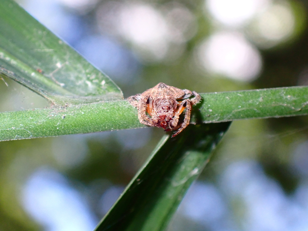 Wrap-around Spiders from Sydney NSW, Australia on December 19, 2024 at ...