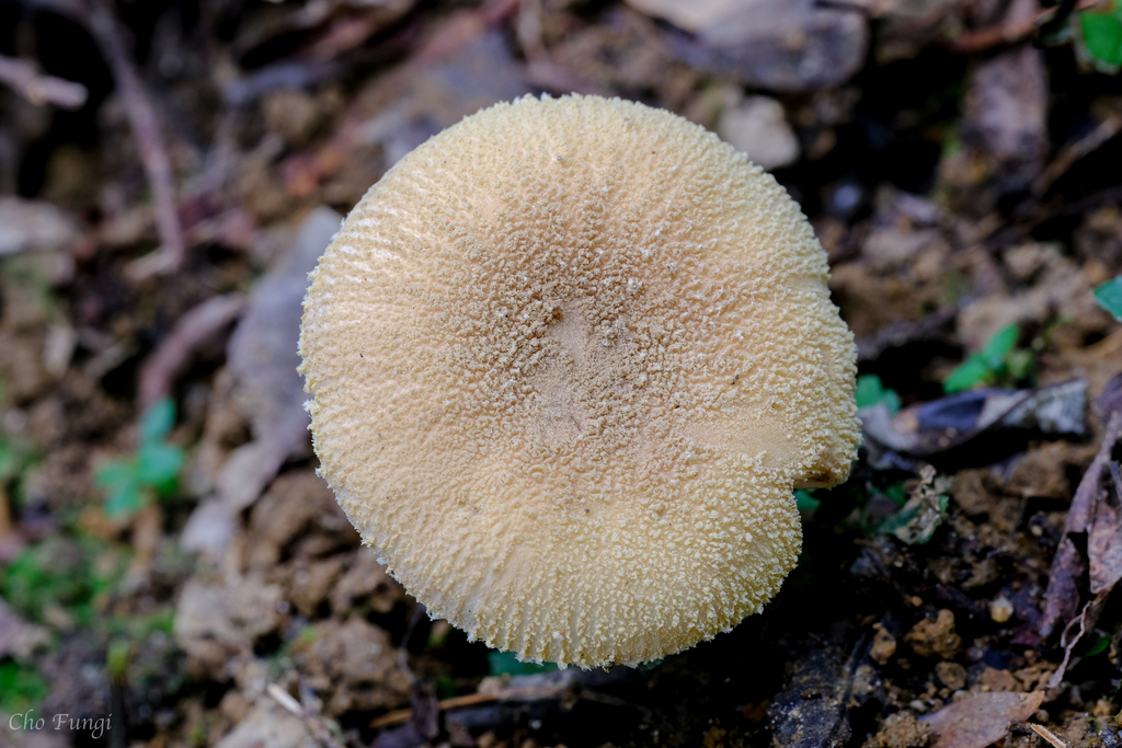 Amanita subsect. Amanitella from Neihu District, Taipei City, Taiwan ...