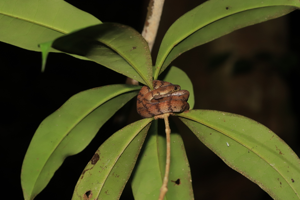 Smooth Slug Snake from Long Lellang, Sarawak, 馬來西亞 on September 26 ...