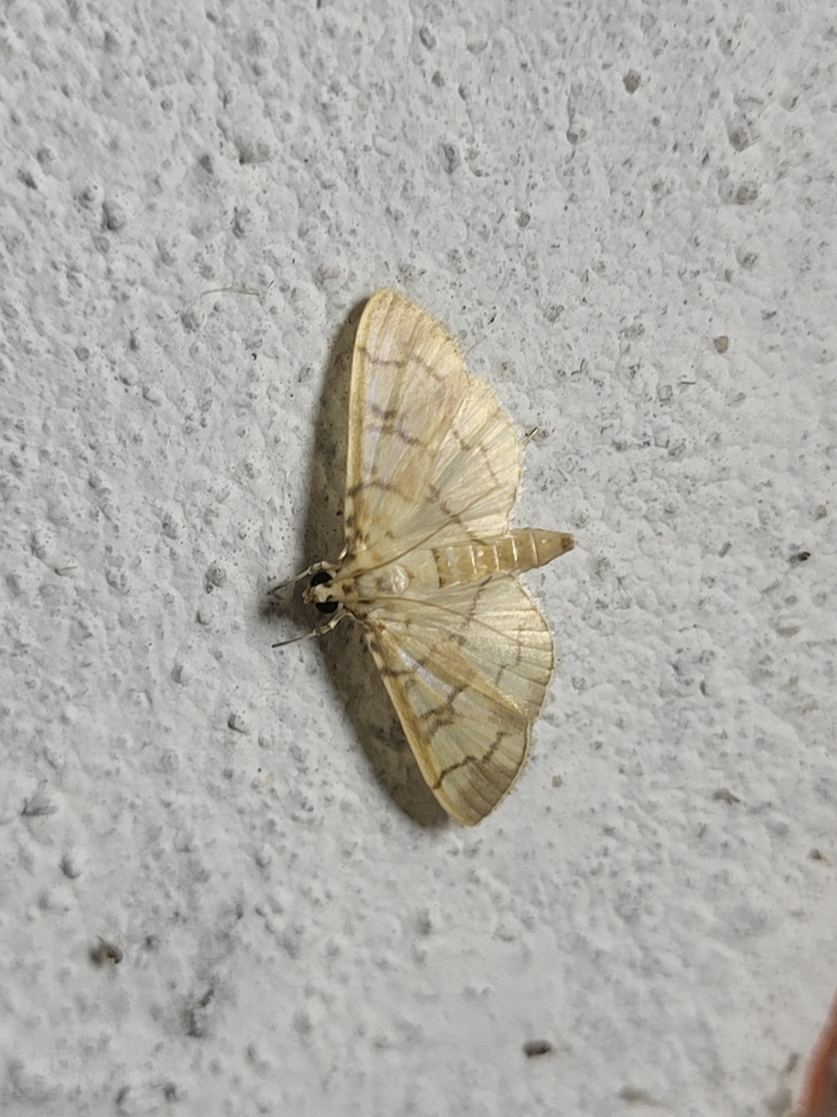 Pardomima from M275+JF5, Enusonai, Tamil Nadu 635117, India on December ...