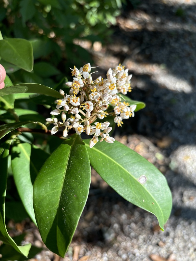 Marlberry from Riverbend Park, Jupiter, FL, US on November 23, 2024 at ...