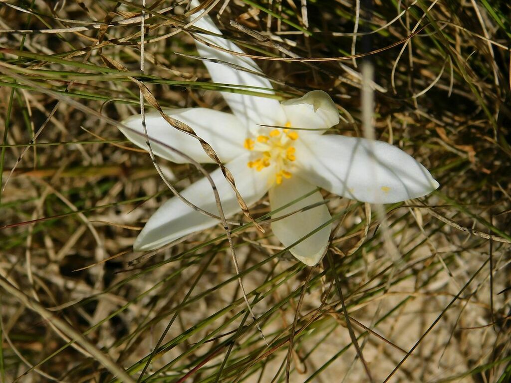 Bramakranka from Sandpit Greyton, 7233, South Africa on December 26 ...