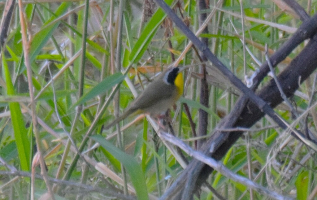 Common Yellowthroat from Lago de Guija, El Salvador on December 22 ...