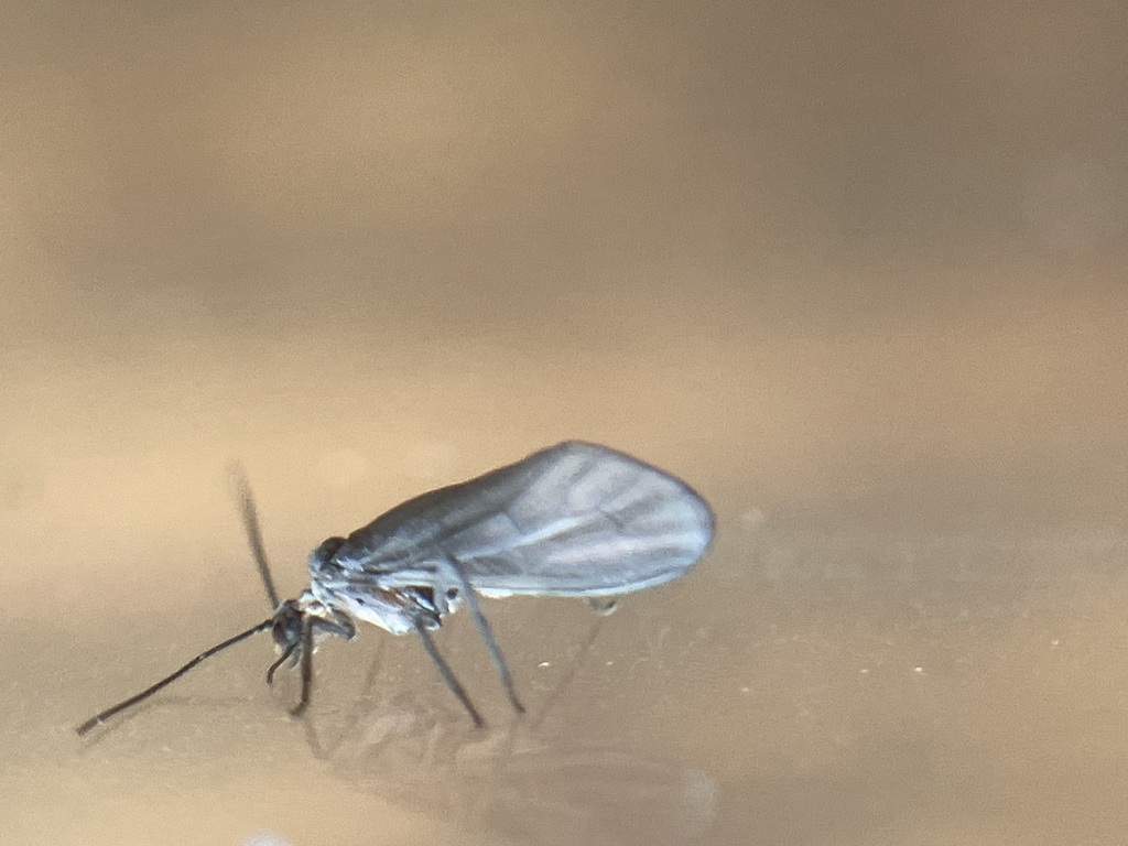 Coniopteryx from W 37th St, Minneapolis, MN, US on December 26, 2024 at ...