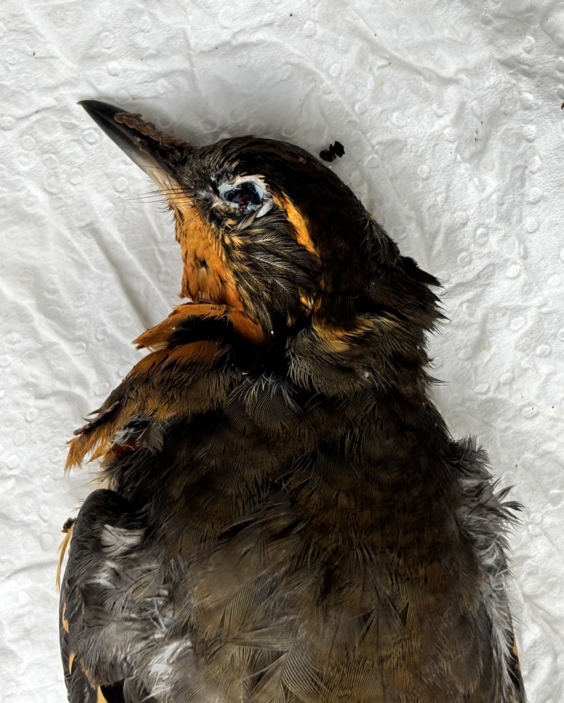 Varied Thrush from Resort Dr, Parksville, BC, CA on December 26, 2024 ...