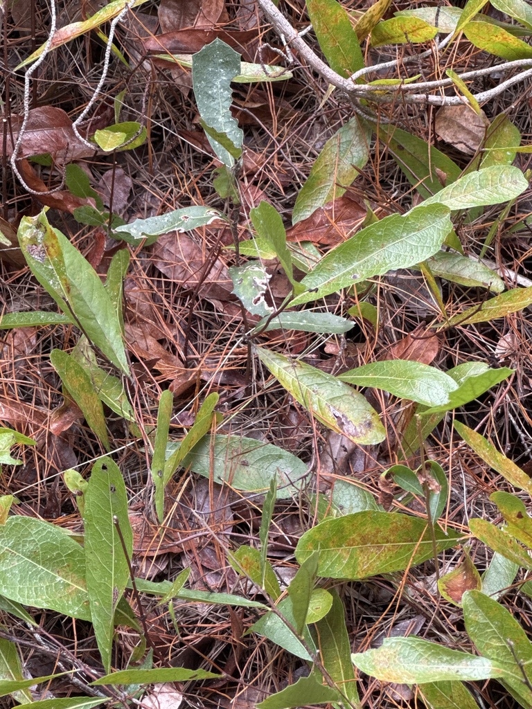 Gopher apple from Wickham Park, Melbourne, FL, US on December 26, 2024 ...