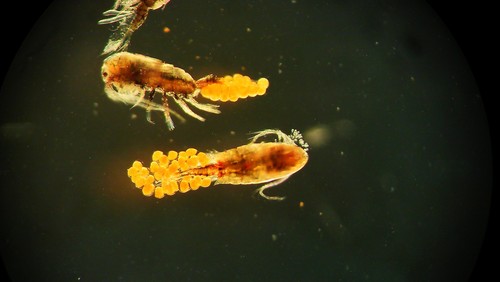 プセウドディアプトムス属 (Pseudodiaptomus)