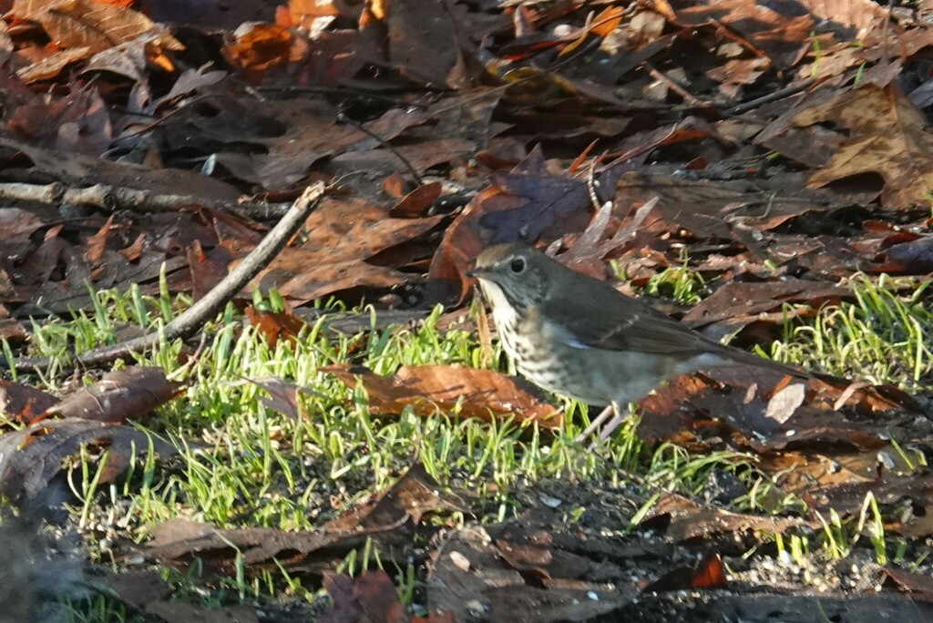 Hermit Thrush from Aylett, VA, USA on December 12, 2024 at 09:14 AM by ...