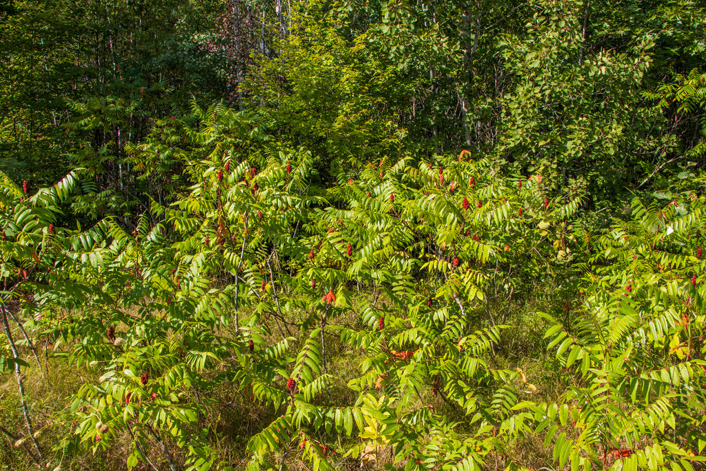staghorn sumac from Renfrew County, ON, Canada on August 31, 2024 at 09 ...