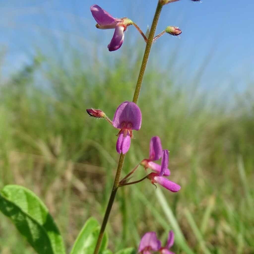 creeping beggarweed from Manatee County, FL, USA on September 23, 2022 ...
