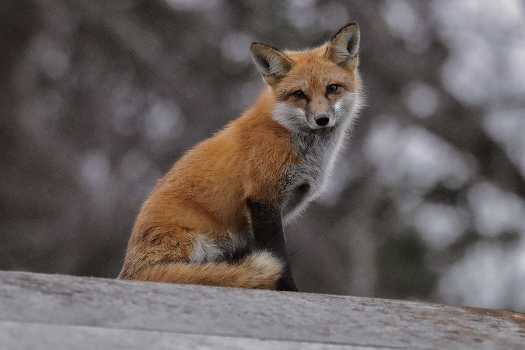 Red Fox from Cave Hill Cemetery, Louisville, KY, US on December 25 ...