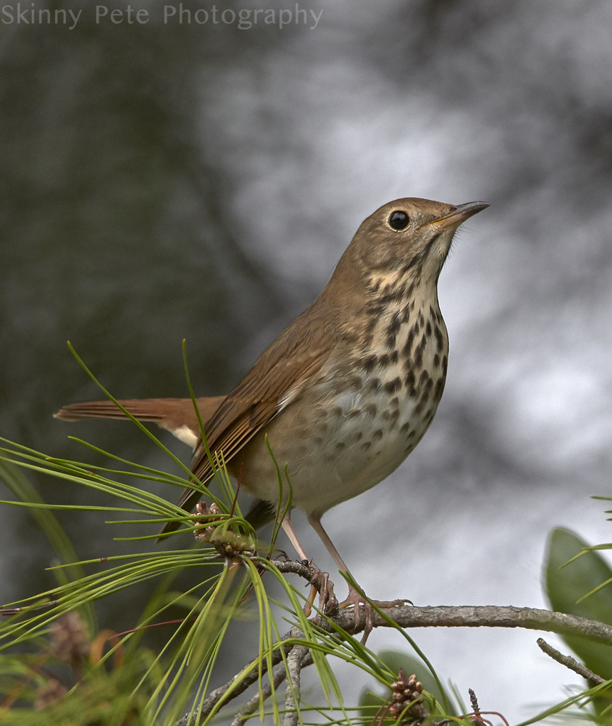 Hermit Thrush from Volusia County, FL, USA on December 26, 2024 at 11: ...