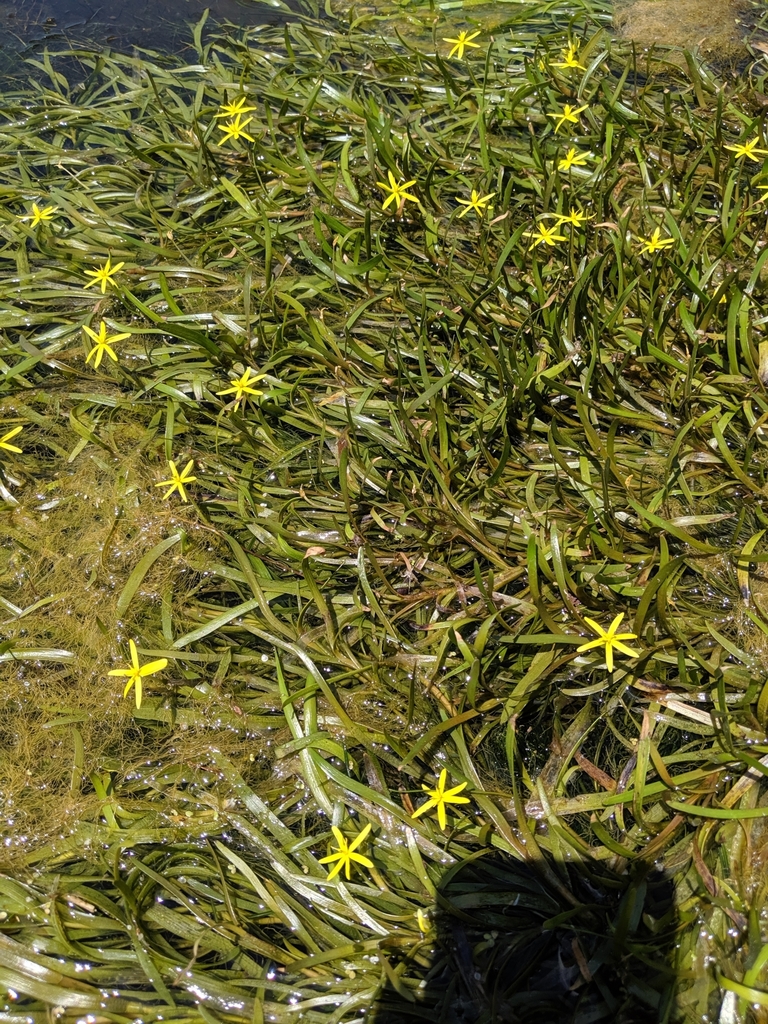 water star-grass from Mesa, AZ 85215, USA on July 23, 2019 at 12:37 PM by Andy Bridges · iNaturalist