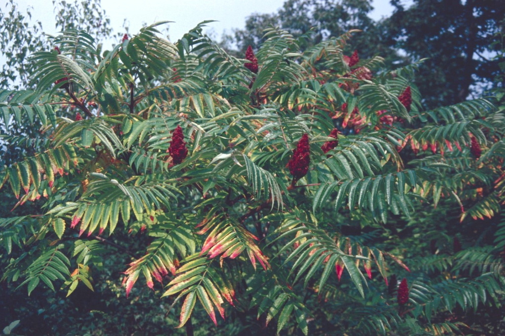 staghorn sumac from USA, Pennsylvania, Monroe County/Northampton County ...