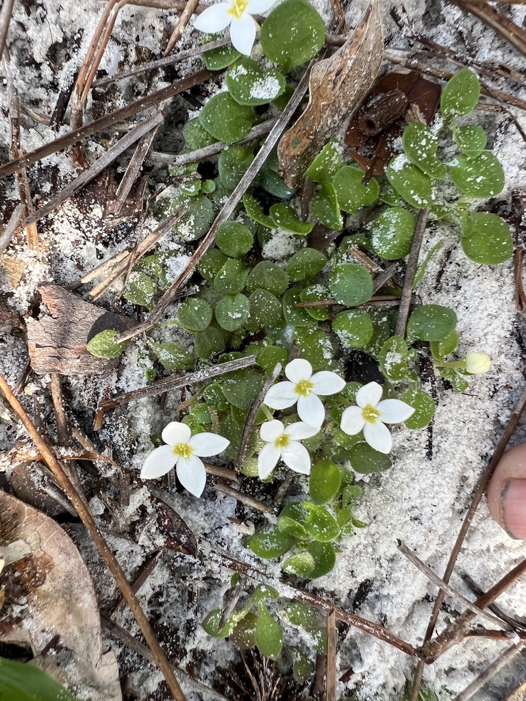 roundleaf bluet from Oxbow Ecocenter Trail, Port Saint Lucie, FL, US on ...