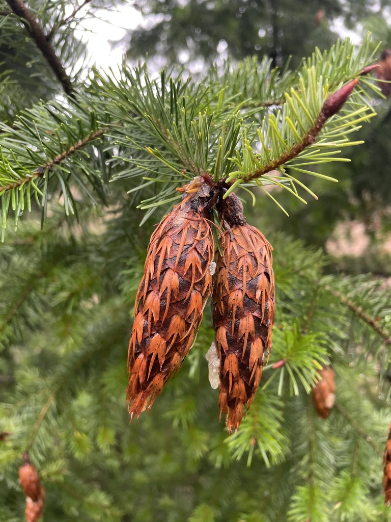 Coast Douglas-fir from Vancouver Island, Campbell River, BC, CA on ...