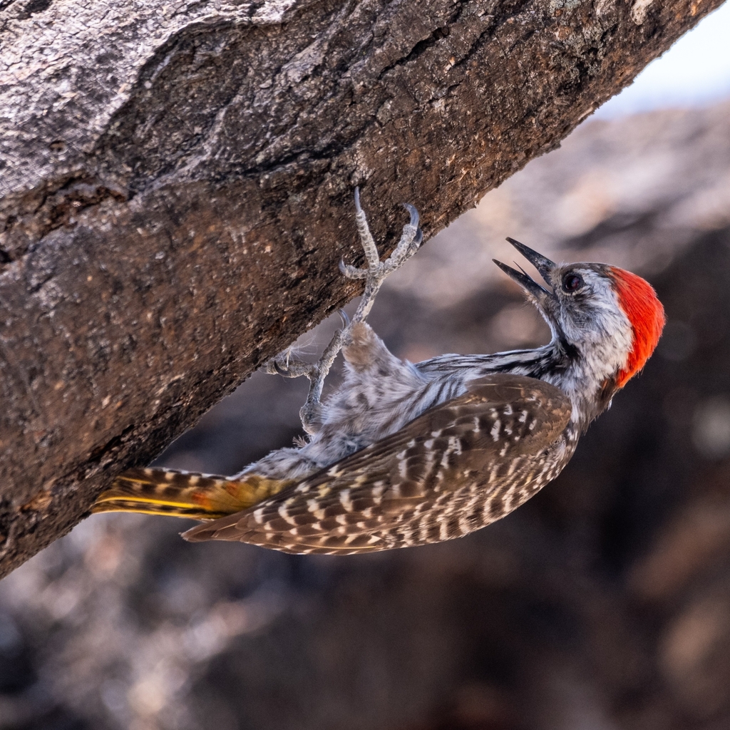 Cardinal Woodpecker from 5WRR+974, Fort Namutoni, Namibia on October 15 ...