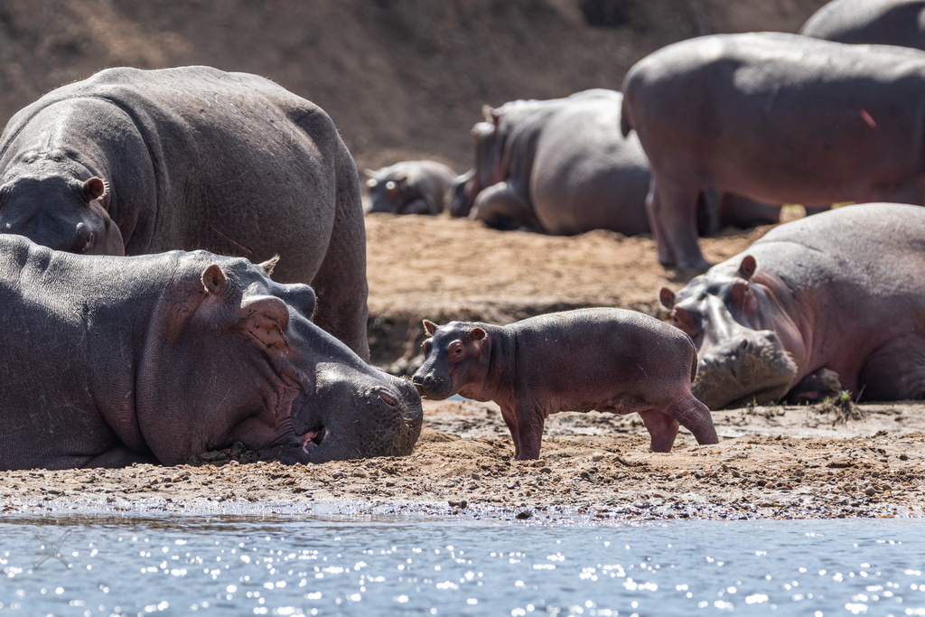 Hippopotamuses (Hippopotamidae) - Know Your Mammals