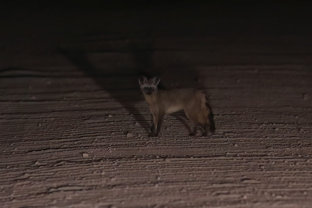 Bat-eared Fox from Loitokitok, Kenya on August 26, 2024 at 01:52 PM by ...