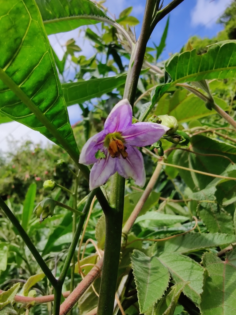 New Zealand nightshade from Kaikoura, NZ-CA, NZ on December 27, 2024 at ...