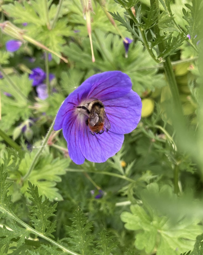 Red-belted Bumble Bee from Douglasdale, Calgary, AB T2Z, Canada on June ...