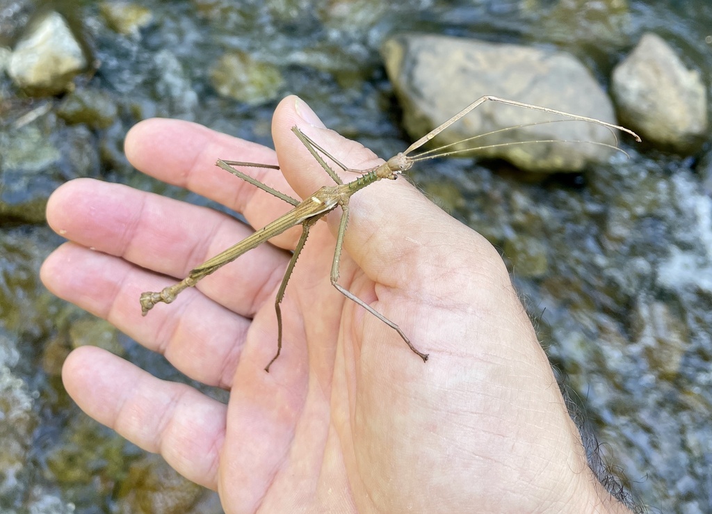 Acrophylla cookorum from Bellthorpe National Park, Bellthorpe, QLD, AU ...