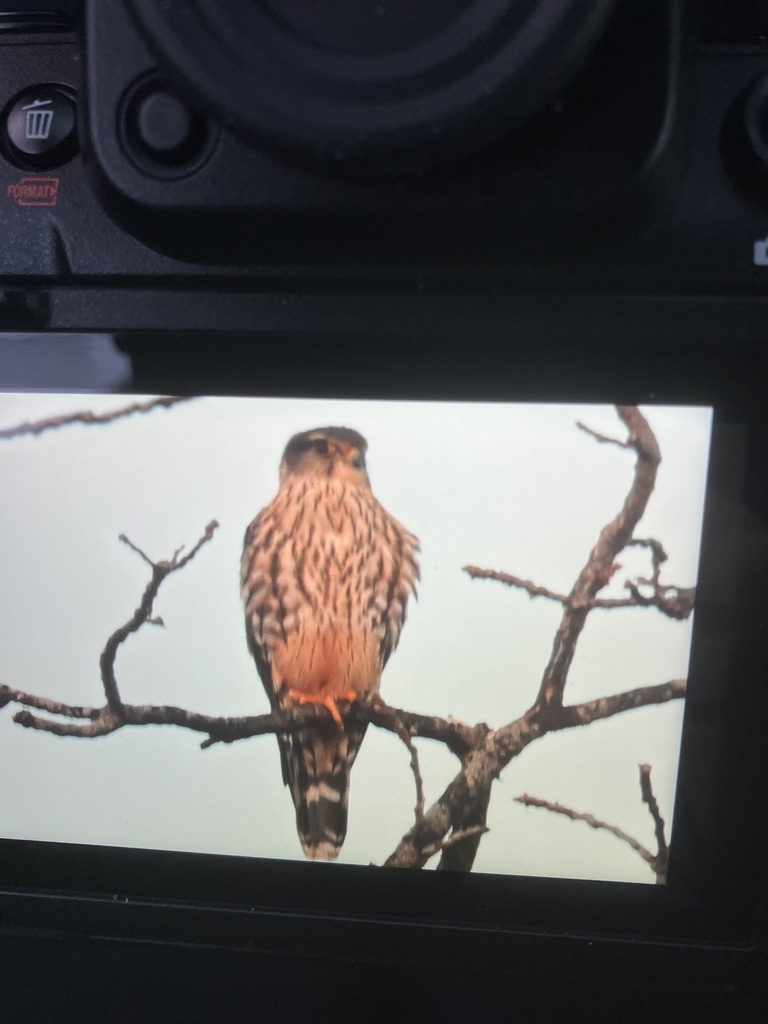 Merlin from Penn State Golf Courses, State College, PA, US on December ...