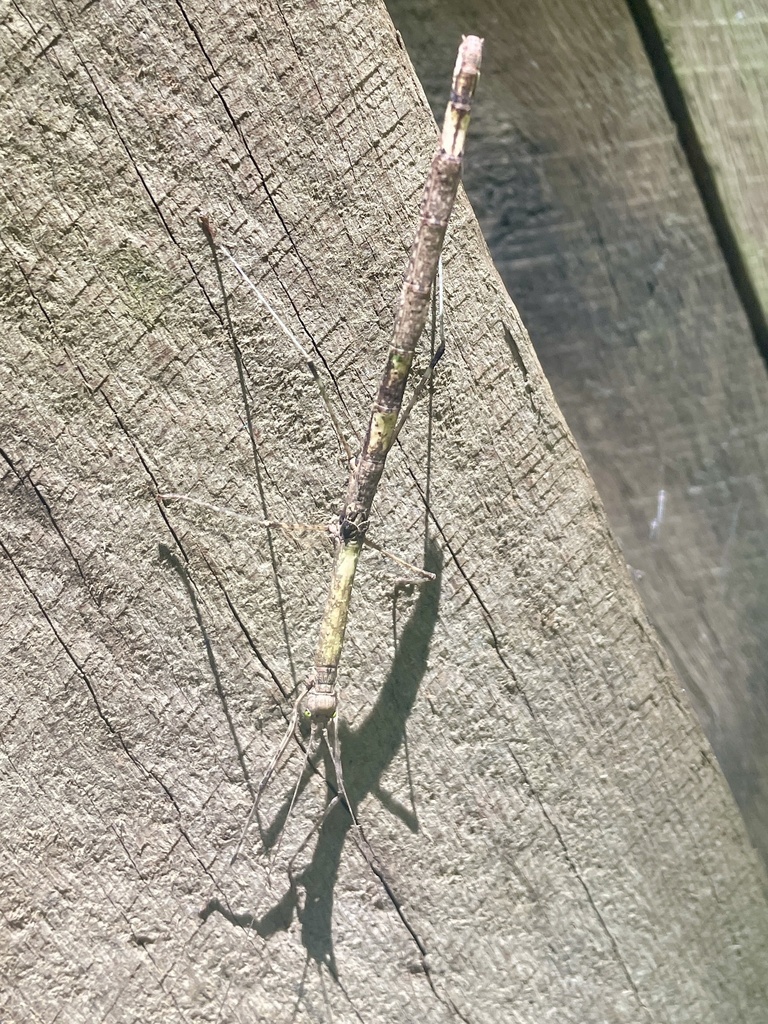 Karas’s Stick-insect from Bellthorpe National Park, Bellthorpe, QLD, AU ...