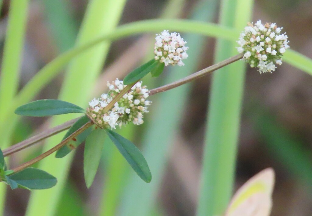 shrubby false buttonweed from Shamrock Park & Nature Center, 3900 ...
