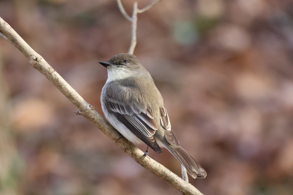 Eastern Phoebe (Perching Birds of Southern Ontario (Very Common Species ...
