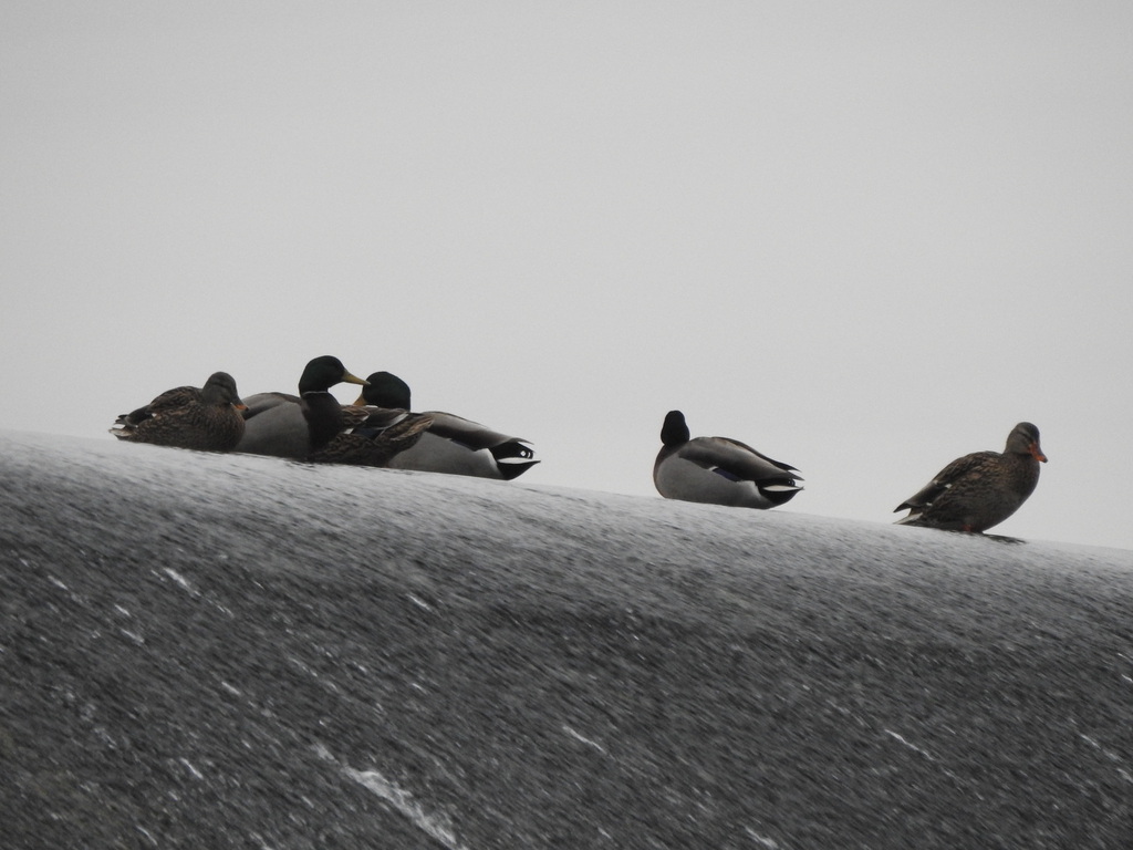 Mallard from Geist, Indianapolis, IN, USA on December 23, 2024 at 04:42 ...
