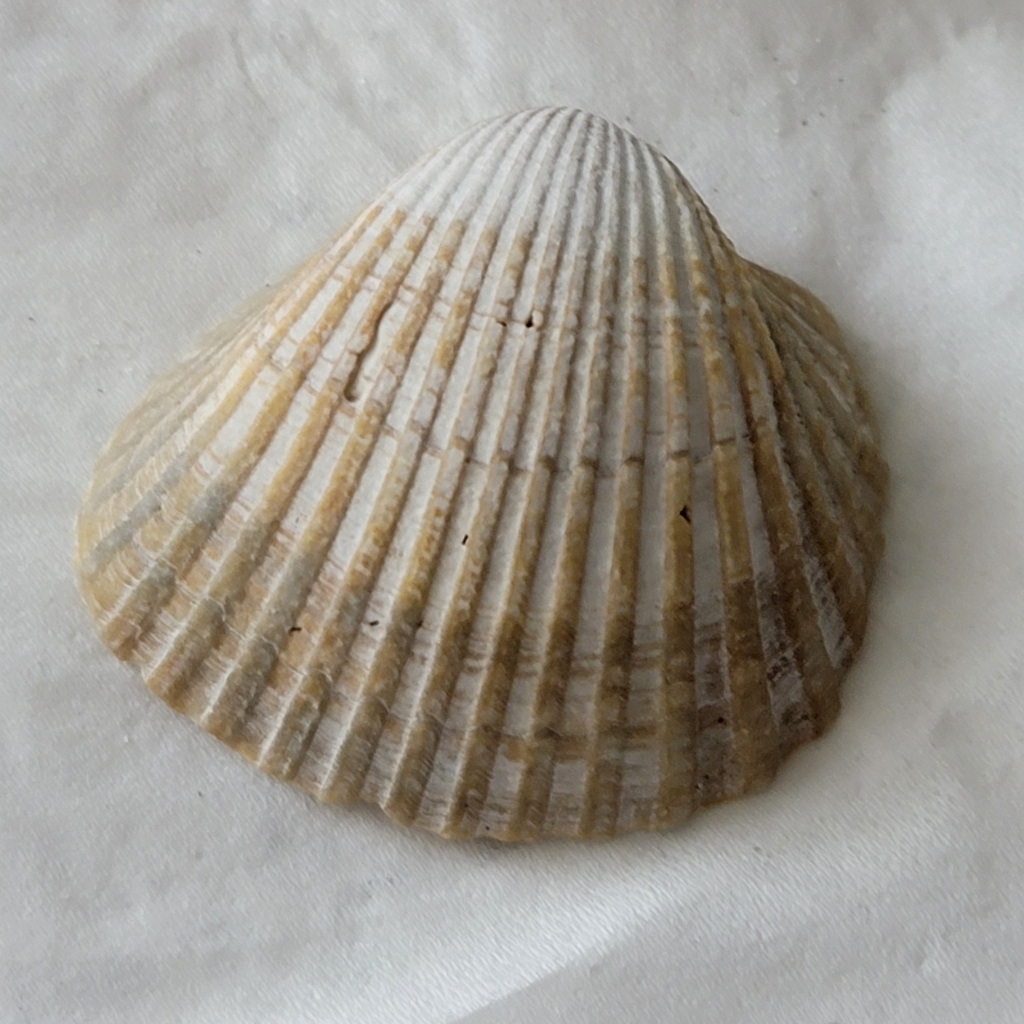 Incongruous Ark from PKS, NC 28512, USA on December 26, 2024 at 04:59 ...