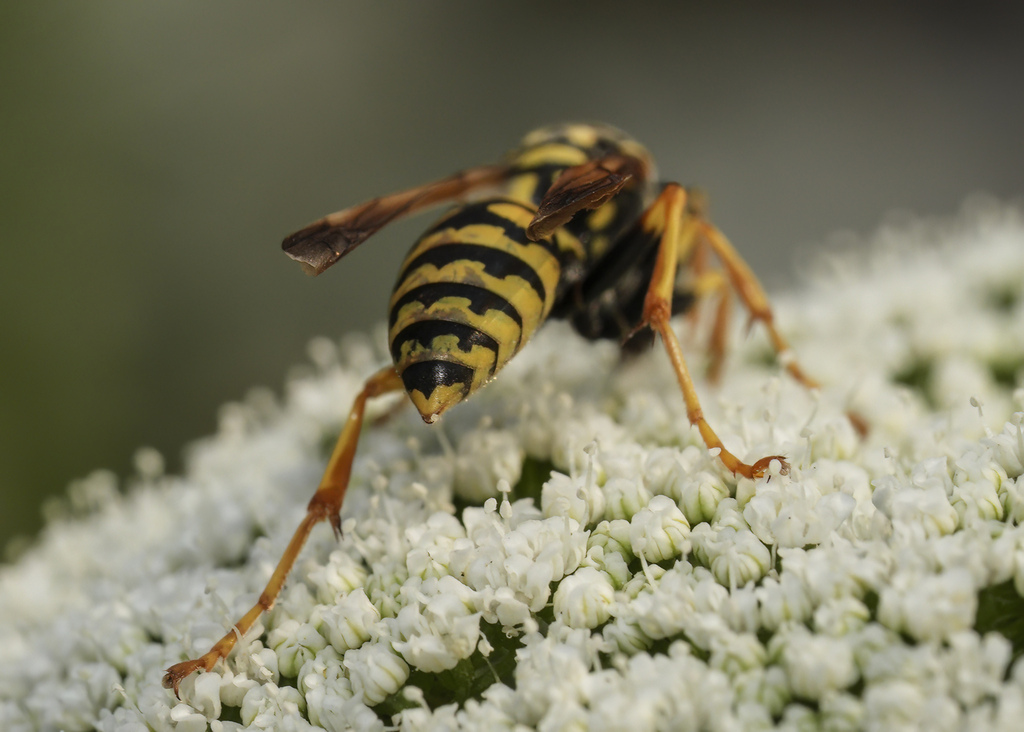 European Paper Wasp from 619 Tanglewood Dr, Richland, WA 99352, USA on ...