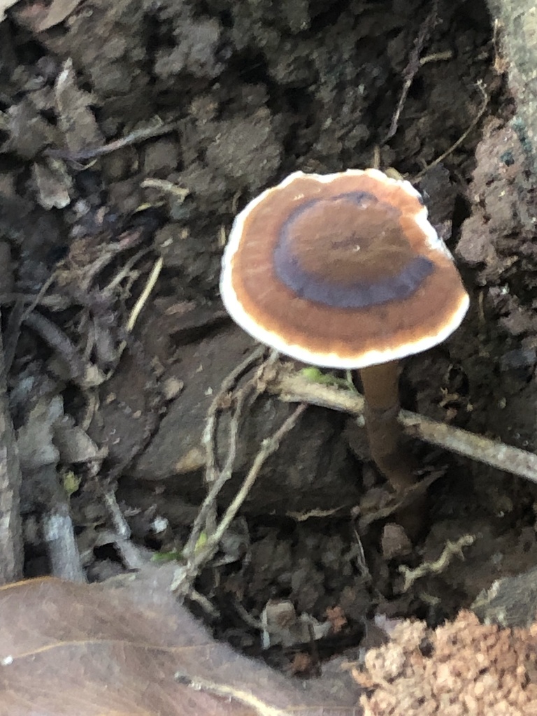 red-staining stalked polypore from Macrossan St, Port Douglas, QLD, AU ...