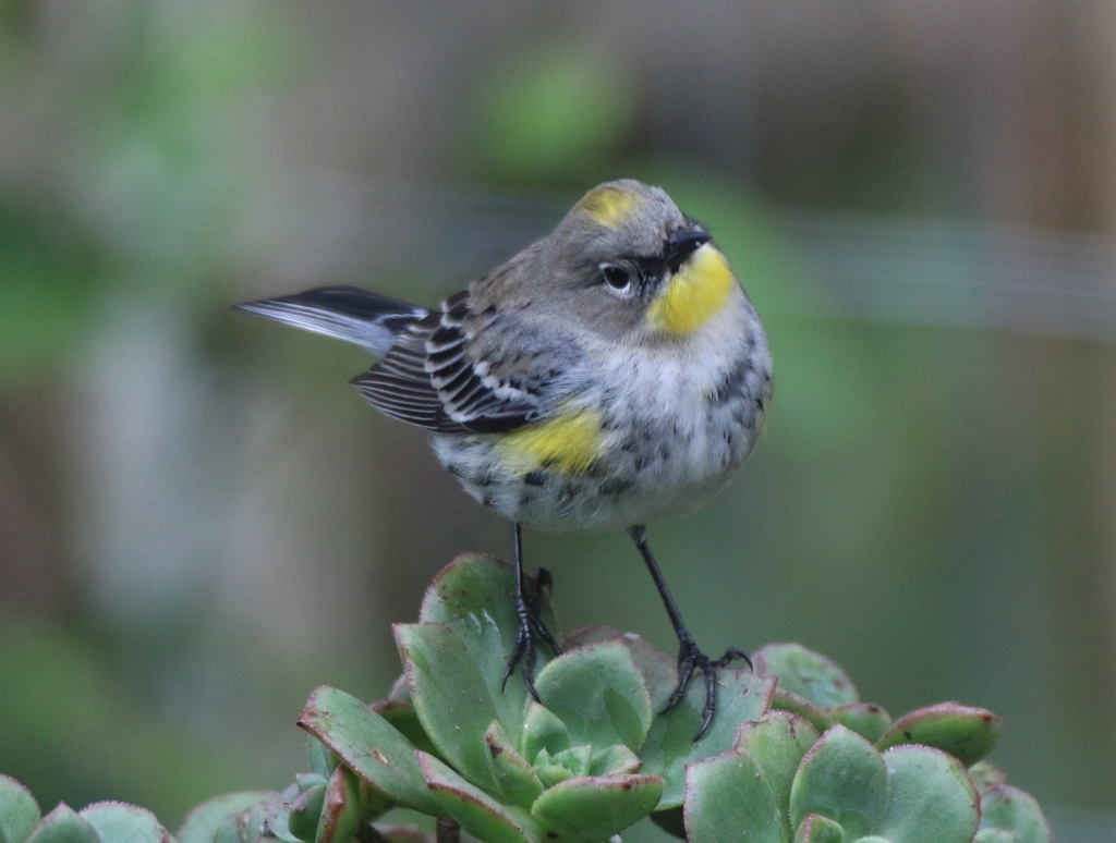 Yellow-rumped Warbler from Sunshine Valley Rd, Moss Beach, CA, US on ...