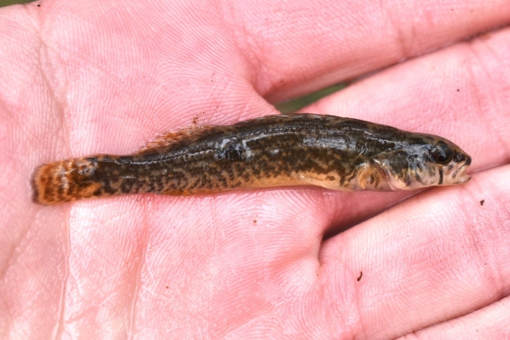 Redspot Darter from Kisatchie National Forest, Woodworth, LA, US on ...