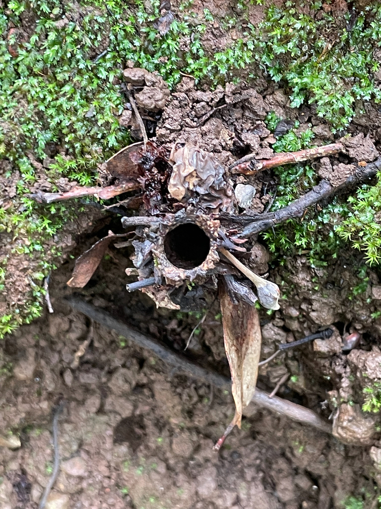 California Turret Spider from Edgewood Park and Natural Preserve ...