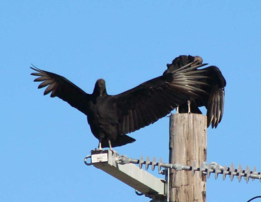 Black Vulture from Georgetown, TX, USA on December 26, 2024 at 04:03 PM ...