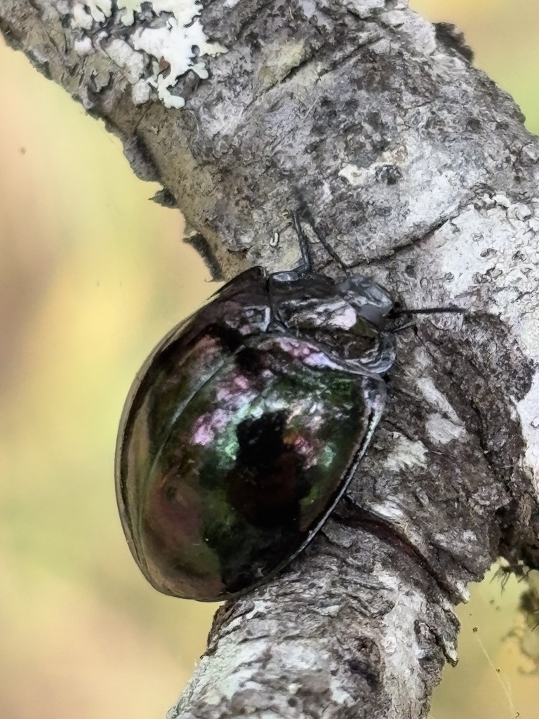 Hop-bush Leaf Beetle from Burraneer Rd, Coomba Park, NSW, AU on ...