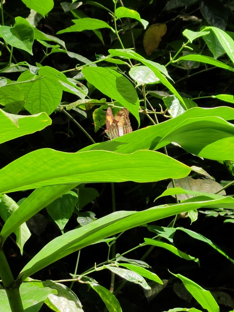 Adelpha malea aethalia from M9M8+293, Trinidad and Tobago on December ...