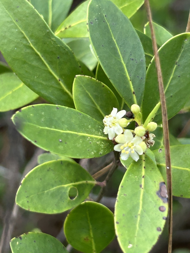 gallberry from Atlantic Ridge Preserve State Park, Stuart, FL, US on ...