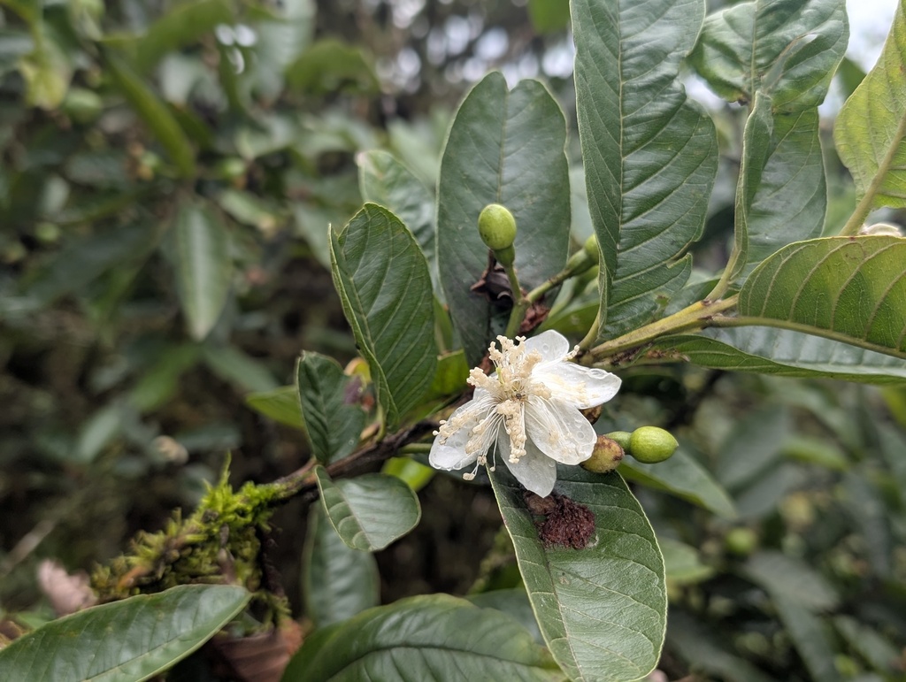 Common guava from Los Bancos Canton, Ecuador on December 26, 2024 at 11 ...