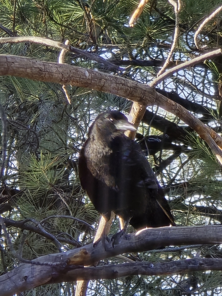 American Crow from Flagstaff, AZ, USA on December 26, 2024 at 03:46 PM ...