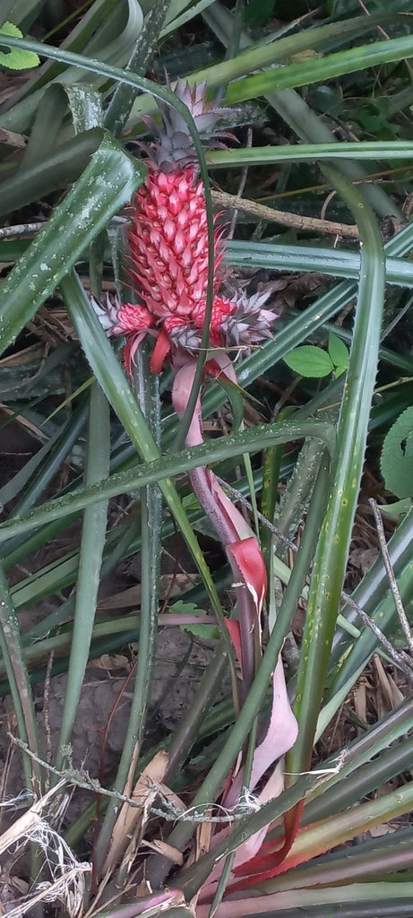 pineapple from Vale Vêneto, São João do Polêsine - RS, Brasil on ...