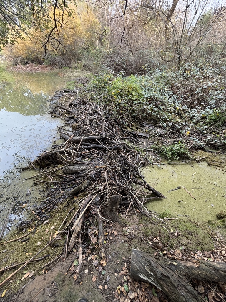 American Beaver from Lake Herman Recreation Area, Benicia, CA, US on ...